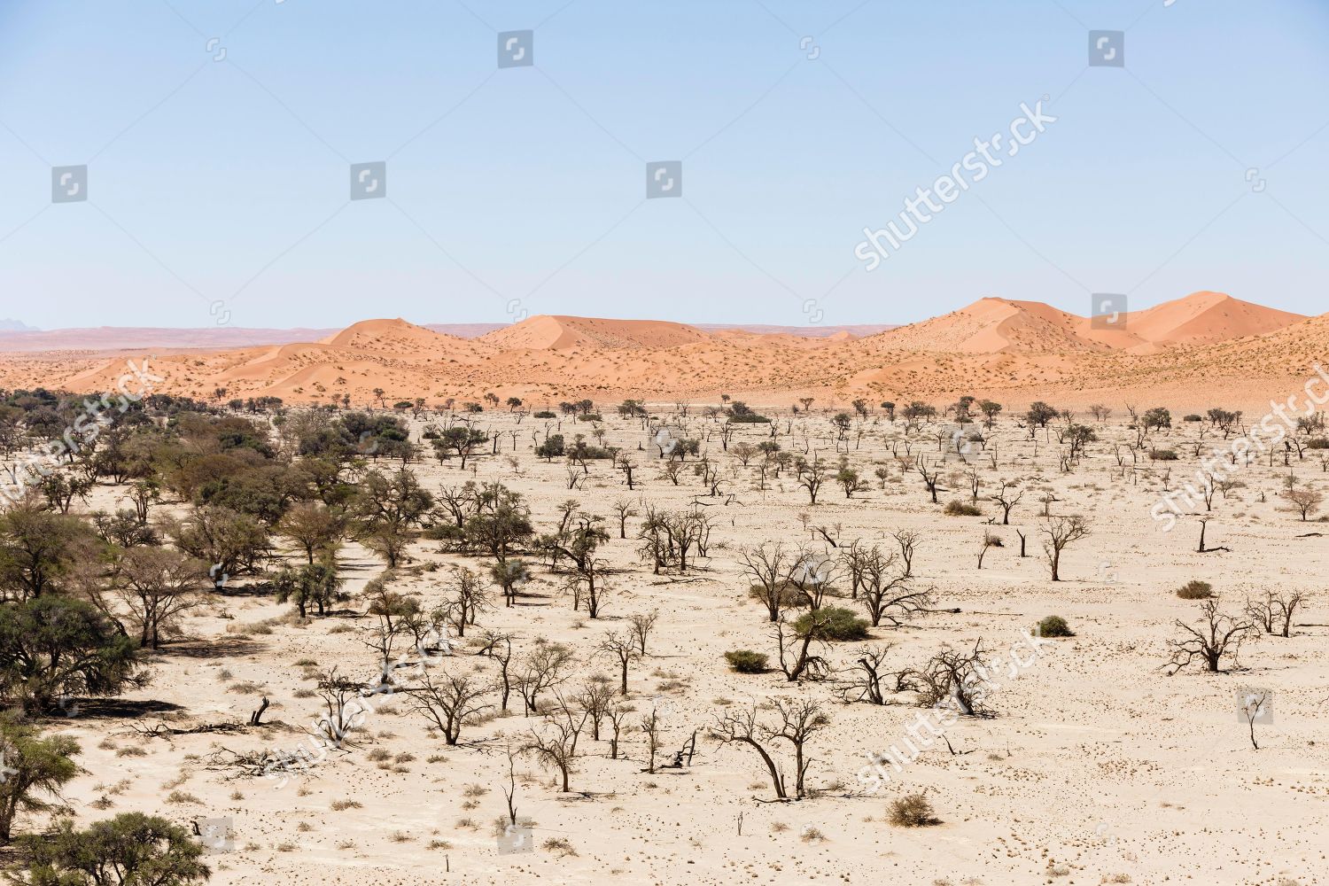 Aerial View Camelthorn Trees Acacia Erioloba Editorial Stock Photo ...