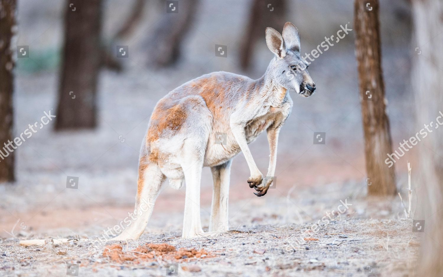 Red Kangaroo Macropus Rufus Habitat South Editorial Stock Photo - Stock ...