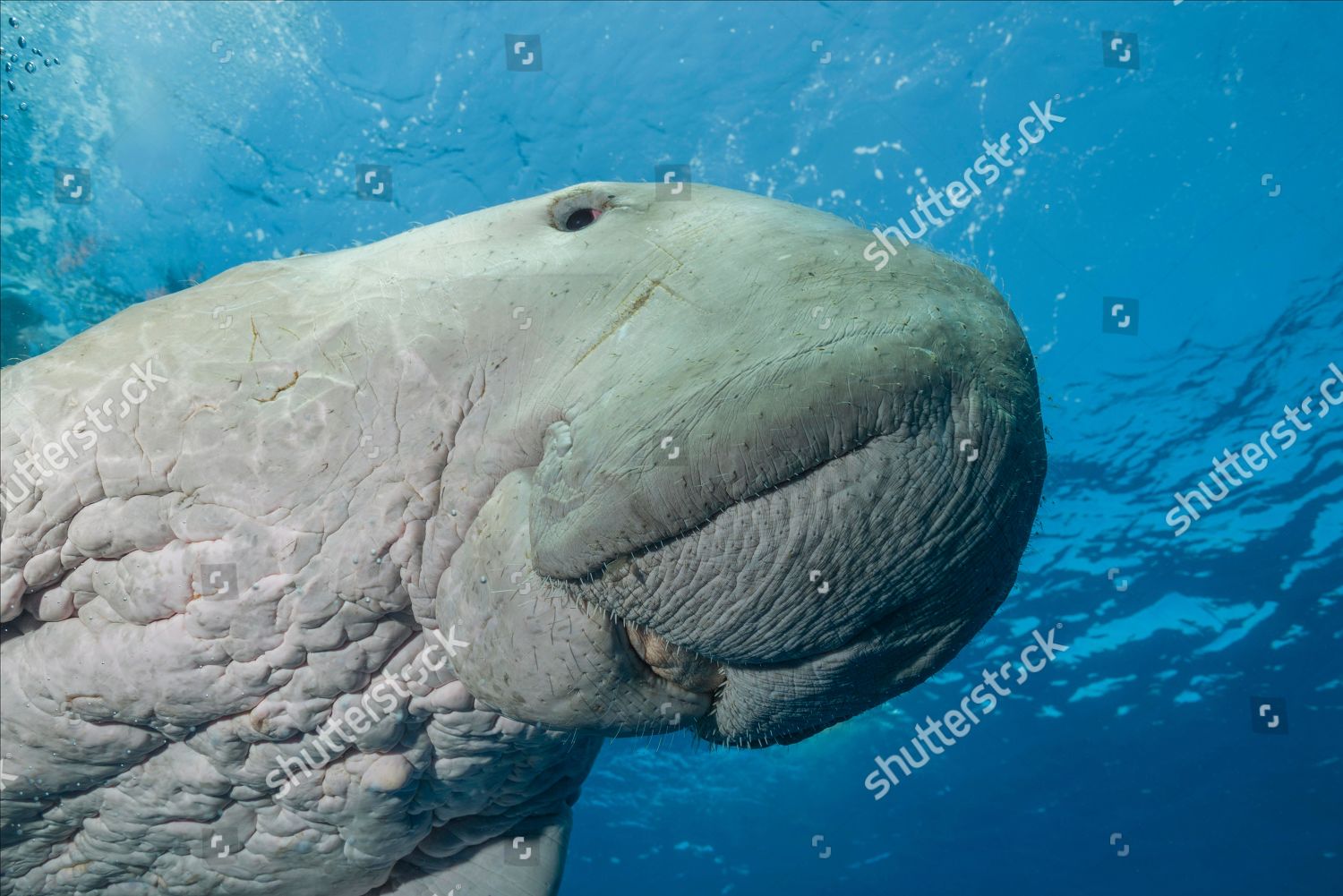 Sea Cow Dugong Dugon Swims Under Editorial Stock Photo - Stock Image ...
