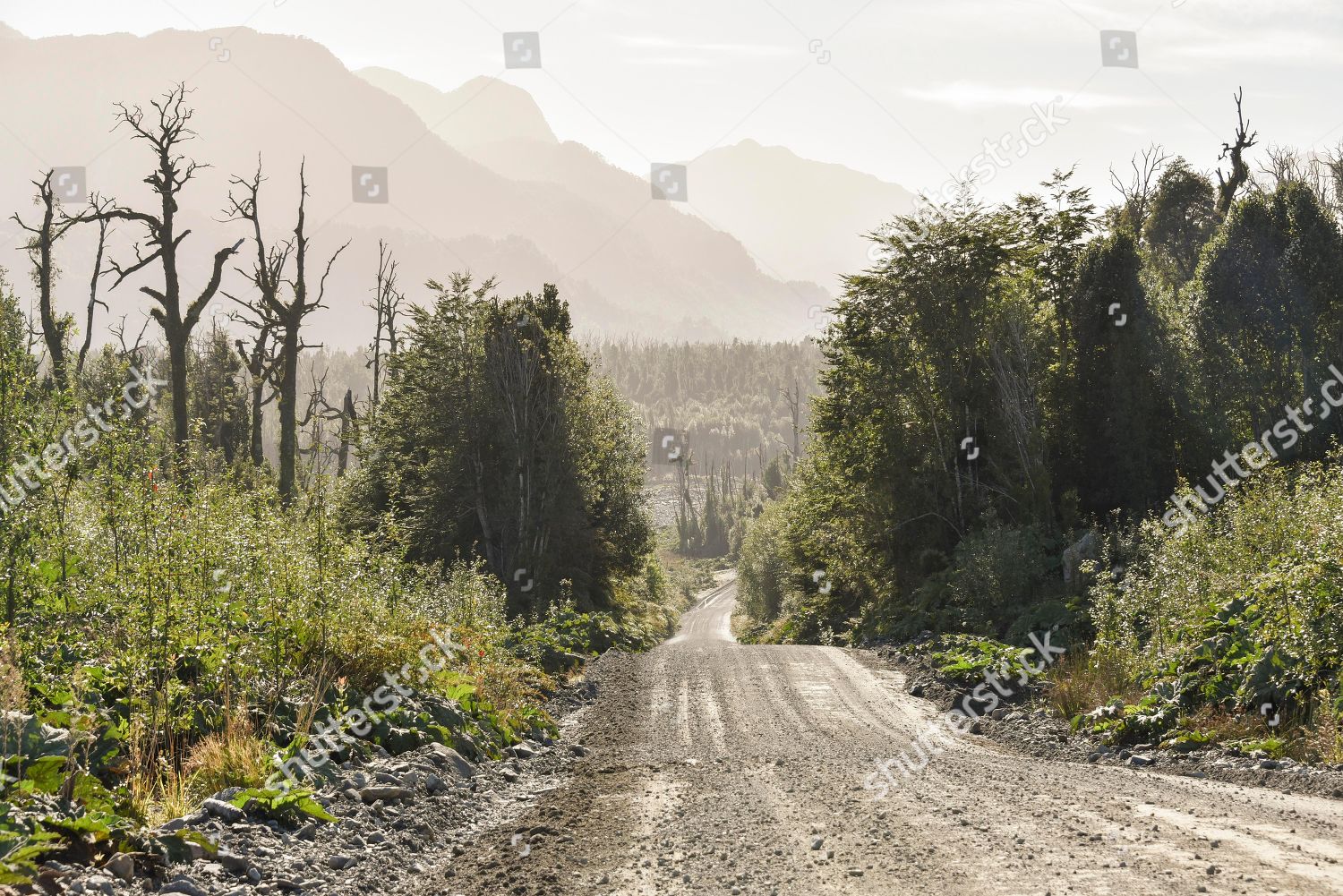 Corrugated Iron Track Carretera Austral Temperate Editorial Stock Photo ...