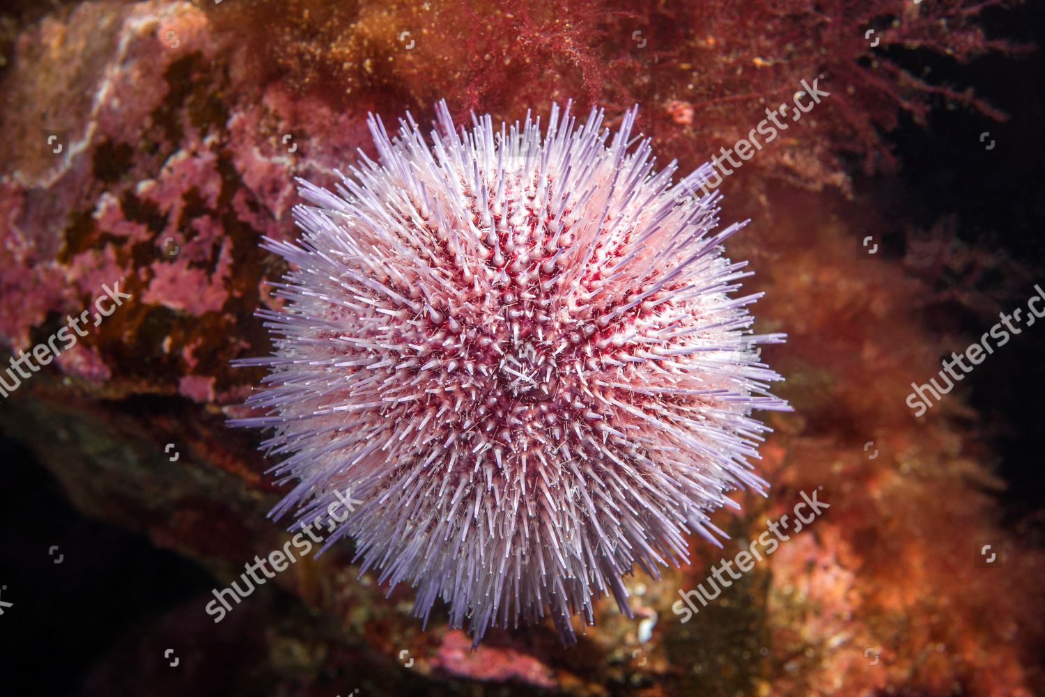 European Edible Sea Urchin Echinus Esculentus Editorial Stock Photo ...