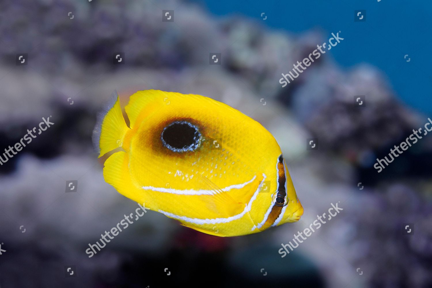 Mirror Butterflyfish Chaetodon Speculum Swims Claw Editorial Stock ...