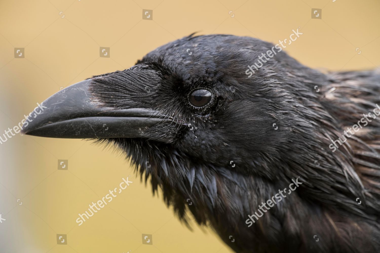 Common Raven Corvus Corax Animal Portrait Editorial Stock Photo - Stock ...