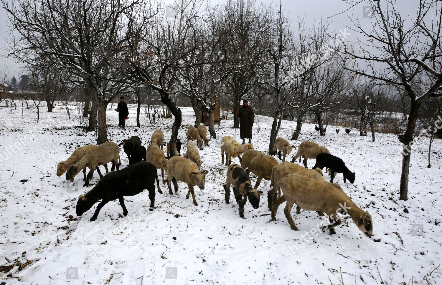 Gujjar Nomad Man Shepherd Flocks His Editorial Stock Photo - Stock ...