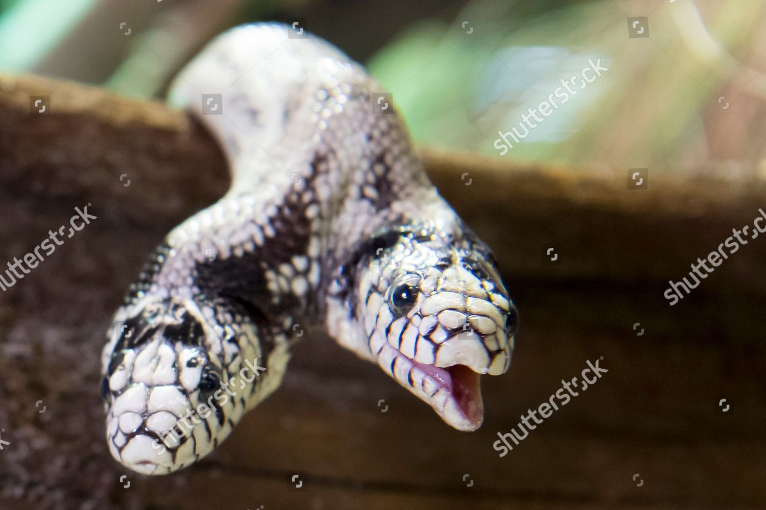 17yearold Twoheaded California King Snake Lampropeltis Editorial Stock ...