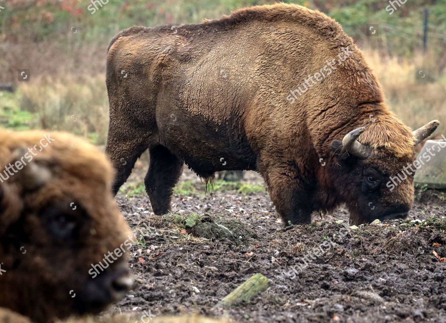 Male Wisent Known European Bison Wisentgehege Editorial Stock Photo ...