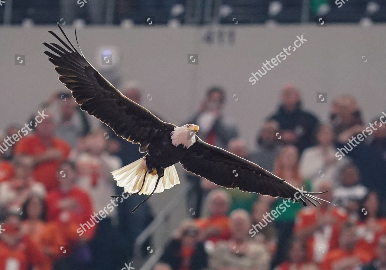 Bald Eagle Flying Around Stadium Before Editorial Stock Photo - Stock ...