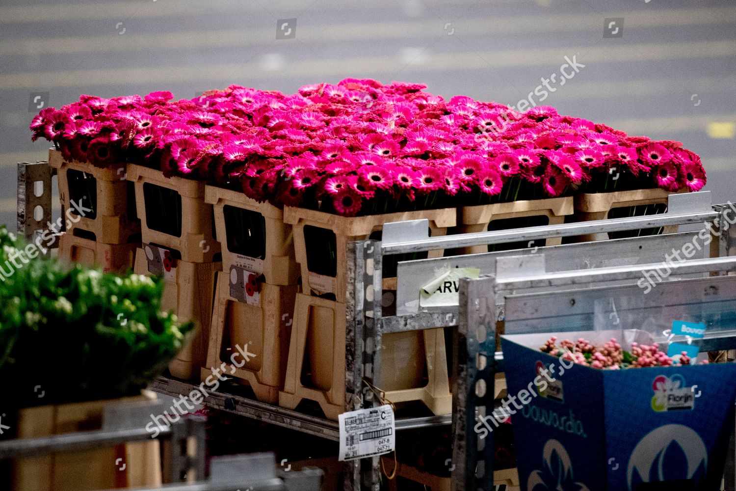 Royal Floraholland Flower Auction Editorial Stock Photo - Stock Image ...