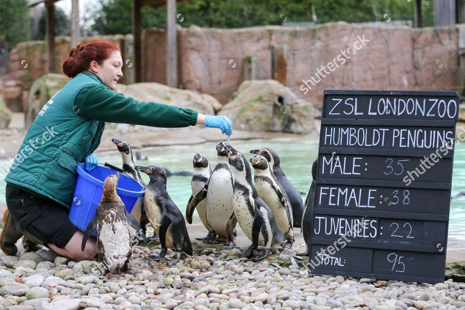 London Zoo Keeper Penguins During Annual Editorial Stock Photo - Stock ...