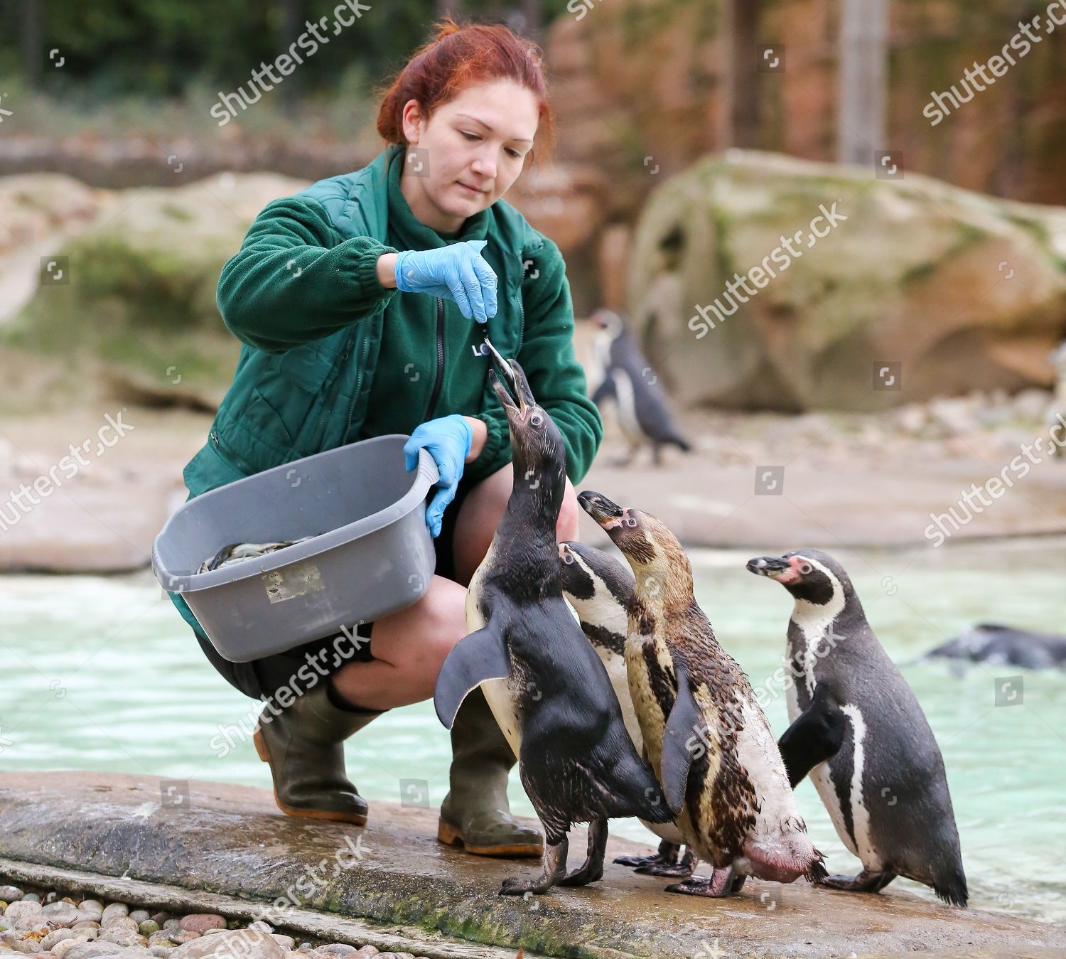 London Zoo Keeper Penguins During Annual Editorial Stock Photo - Stock ...
