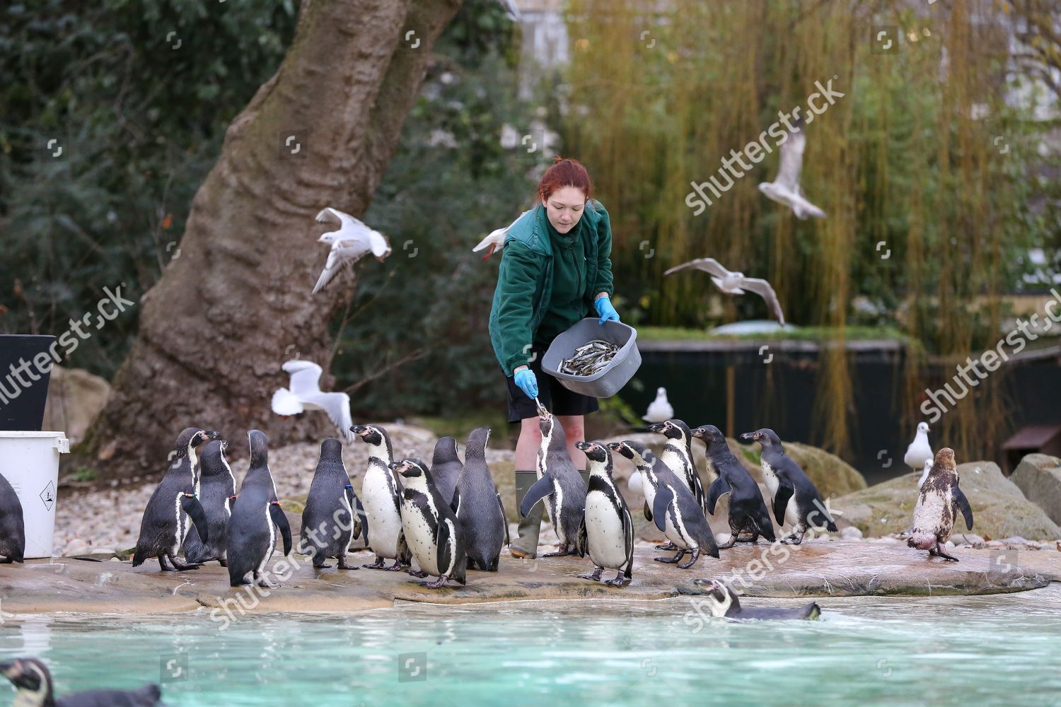 London Zoo Keeper Penguins During Annual Editorial Stock Photo - Stock ...