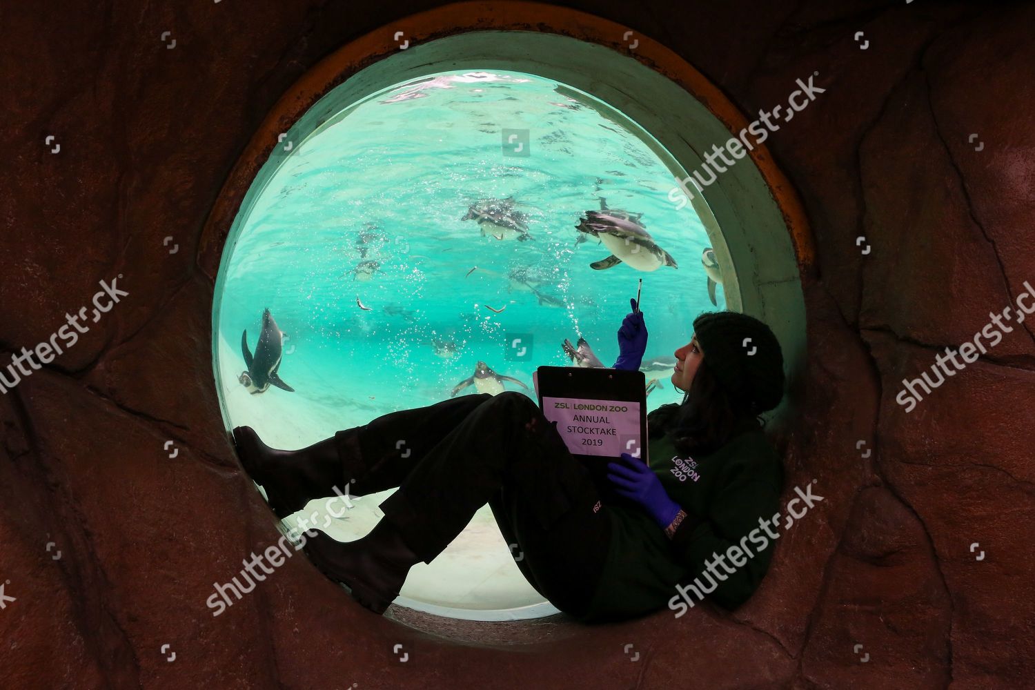 London Zoo Keeper Penguins During Annual Editorial Stock Photo - Stock ...