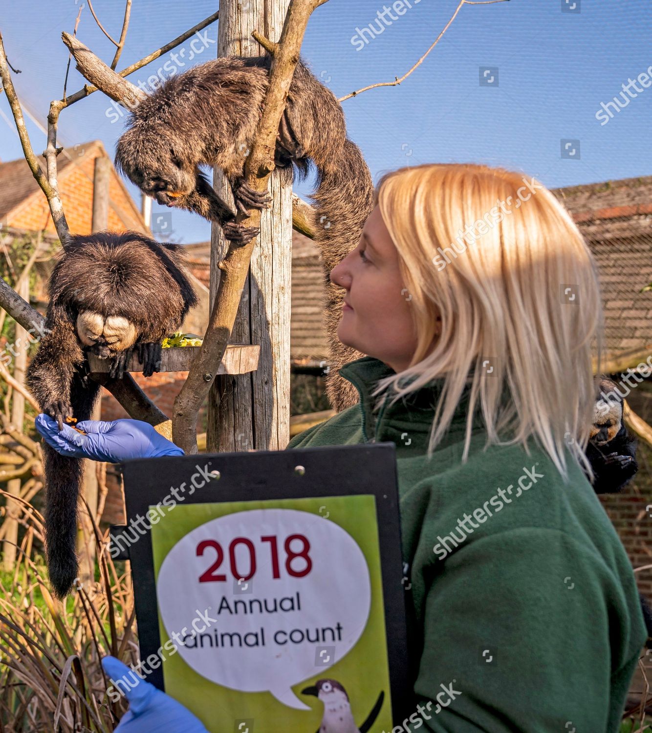 Primates Keeper Amy Denny Counts Whitefaced Editorial Stock Photo ...