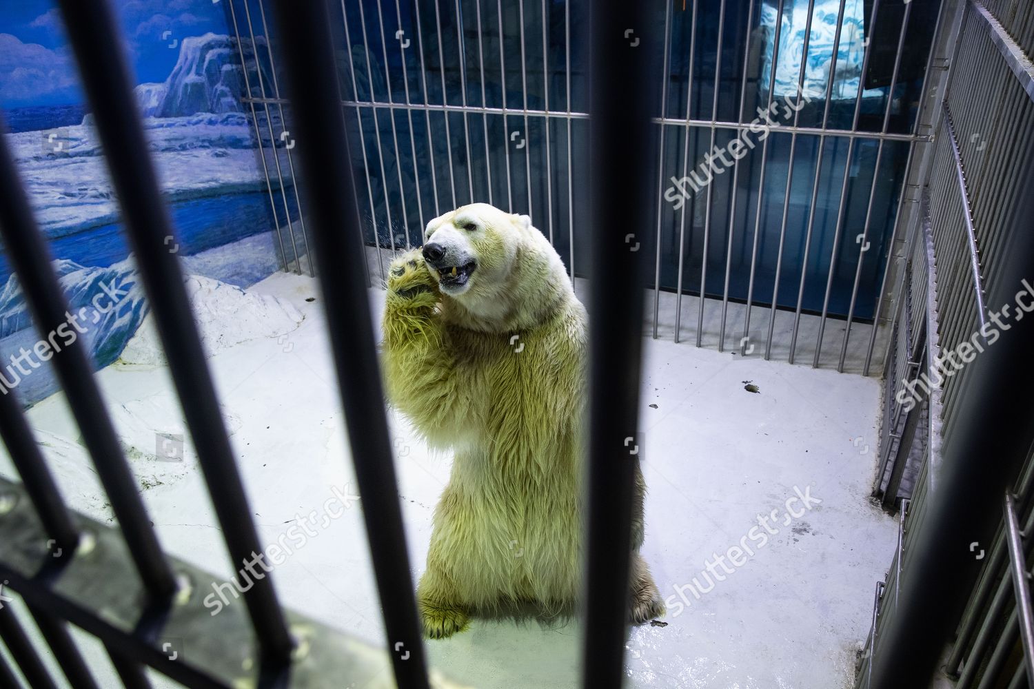 Polar Bear Roams Cage Harbin Polarland Editorial Stock Photo - Stock ...
