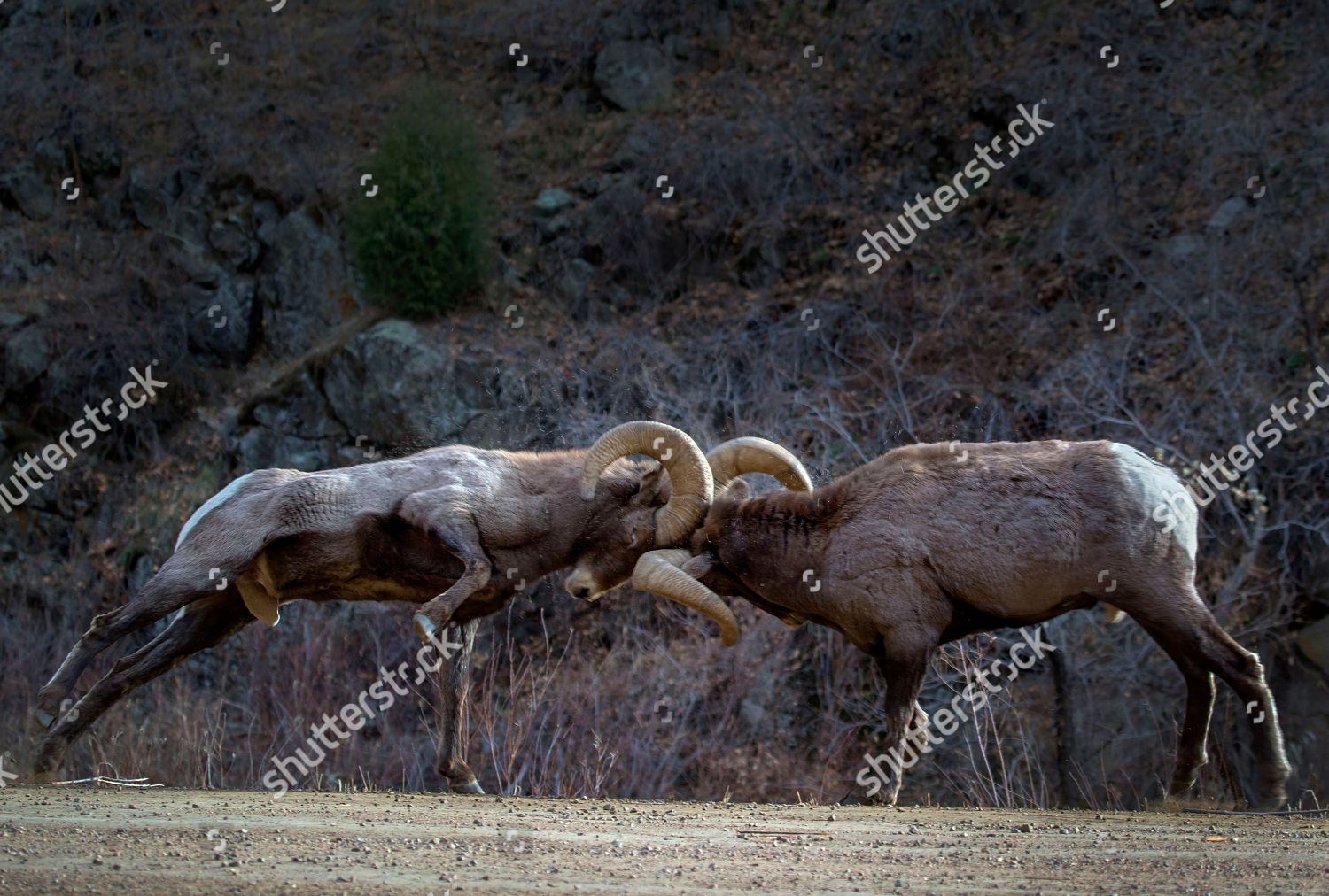 Bighorn Sheep Fighting Editorial Stock Photo - Stock Image | Shutterstock