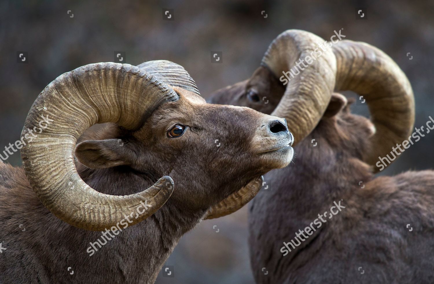 Bighorn Sheep Fighting Editorial Stock Photo - Stock Image | Shutterstock