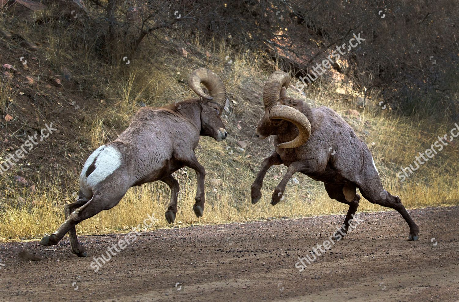 Bighorn Sheep Fighting