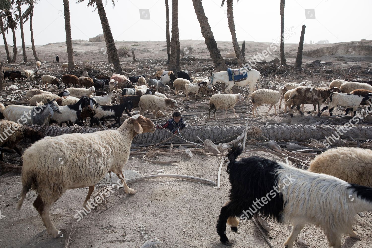 Herd Goats Sheep Old Abandoned Palestinian Editorial Stock Photo ...