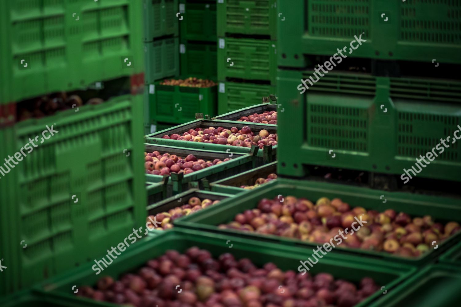 Apples Placed Crates Warehouse Bohemia Apple Editorial Stock Photo ...