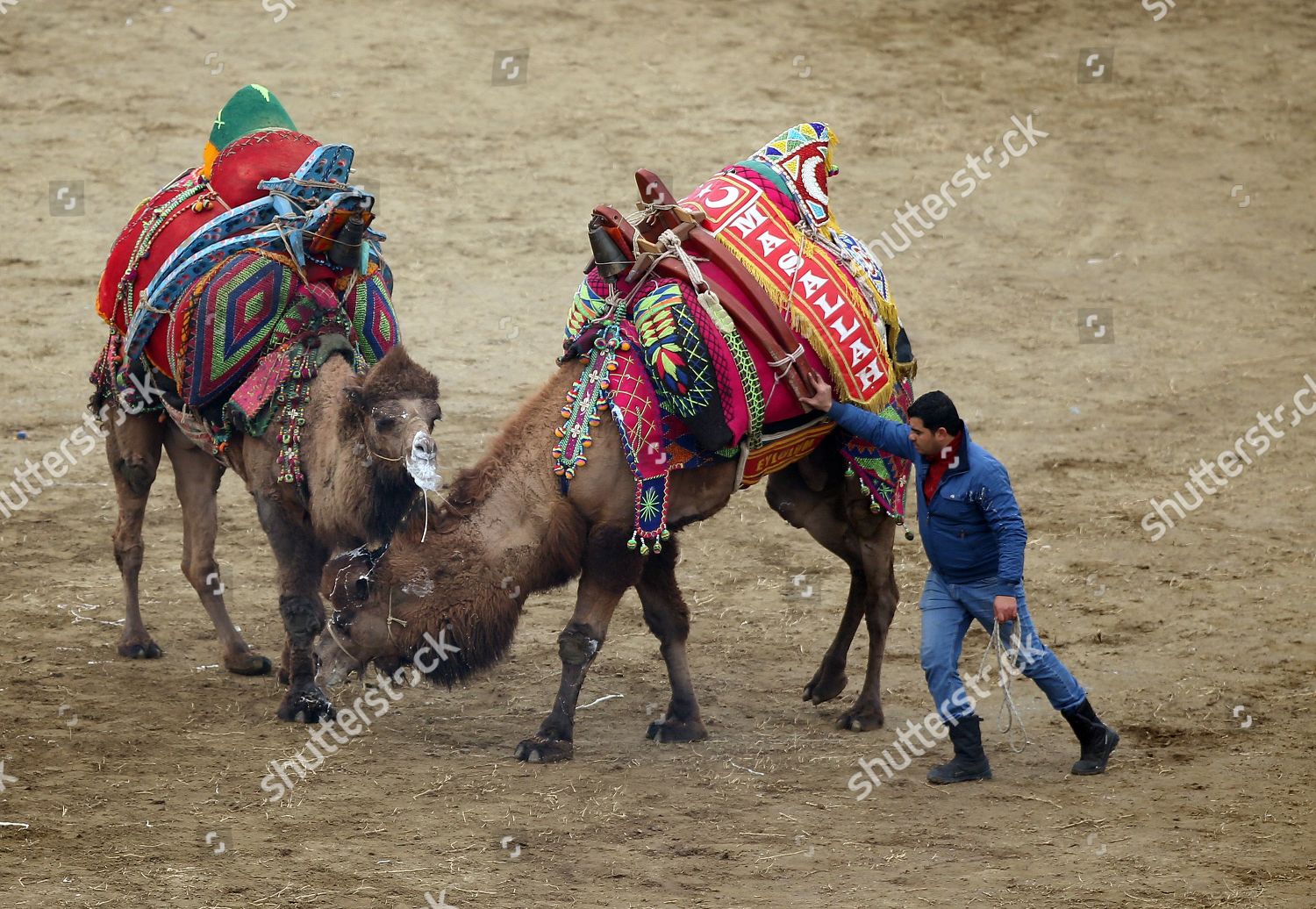 Two Camels Fight During Selcukefes Camel Editorial Stock Photo - Stock ...