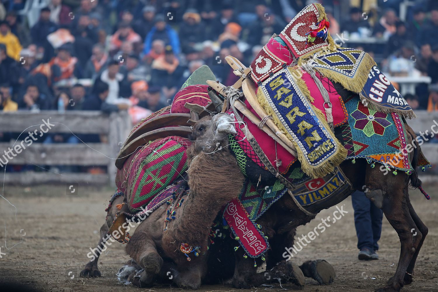 Two Camels Fight During Selcukefes Camel Editorial Stock Photo - Stock ...