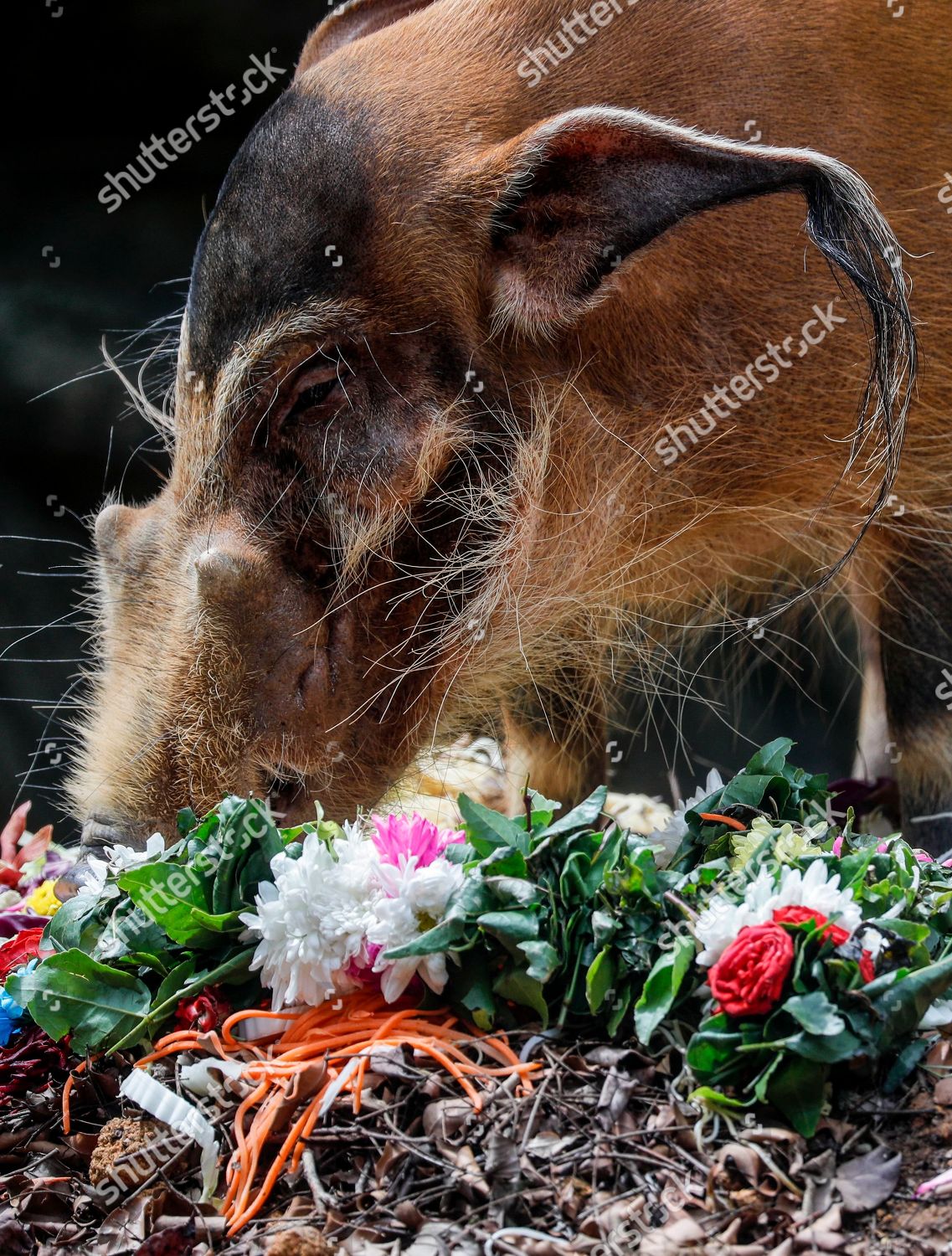 Adisa Red River Hog Feeds On Editorial Stock Photo - Stock Image ...