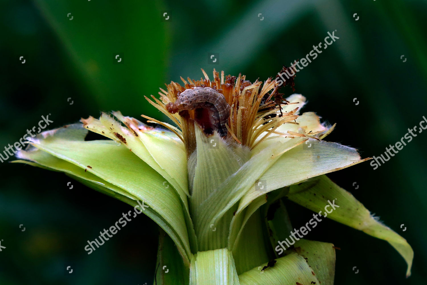 FALL ARMYWORM FAW SPODOPTERA FRUGIPERDA LOCALLY Editorial Stock Photo ...