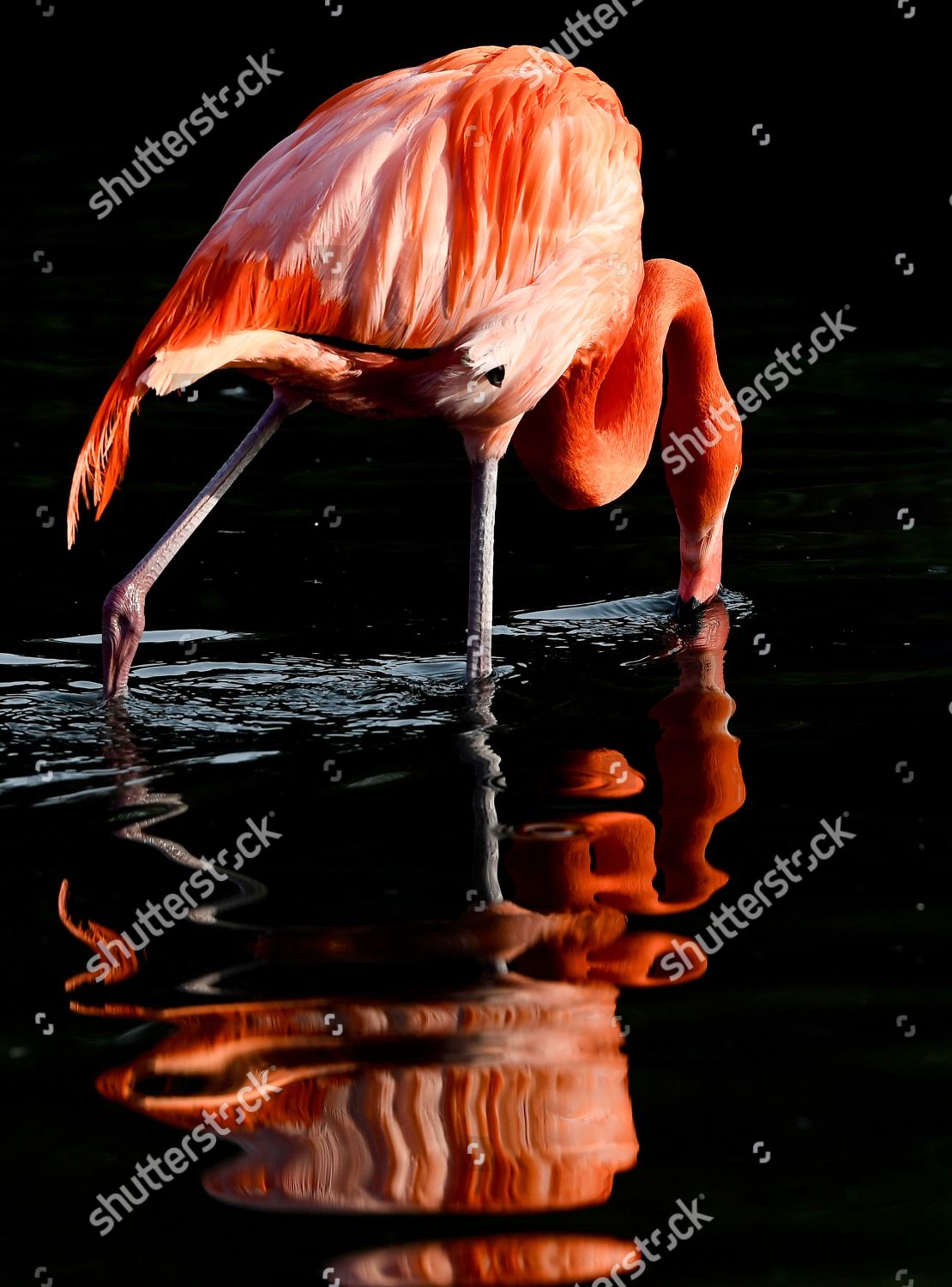 Flamingo Pictured Zoo Dresden Germany 31 Editorial Stock Photo - Stock ...