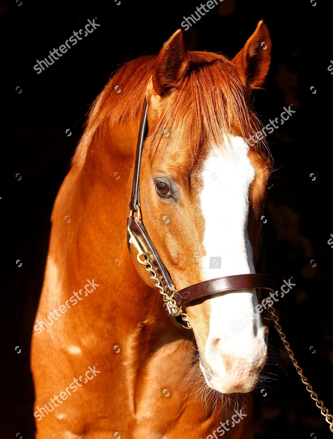 Pearl Secret Stallion Parade Tattersalls Newmarket Editorial Stock ...