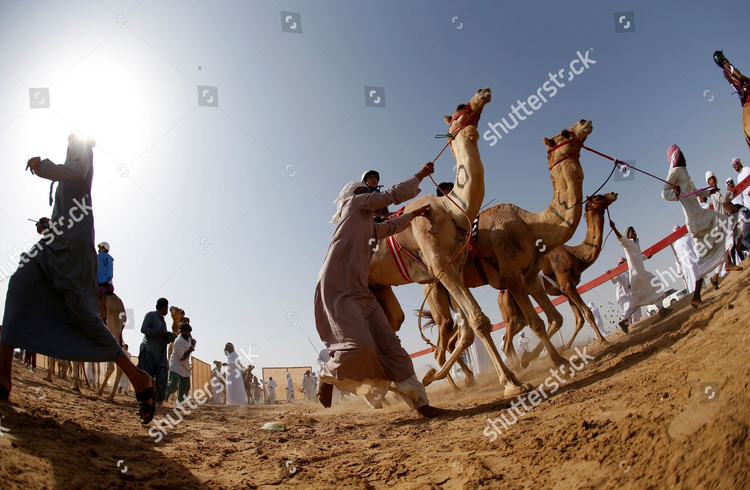 Camel Jockeys Prepare Compete During Camel Editorial Stock Photo ...