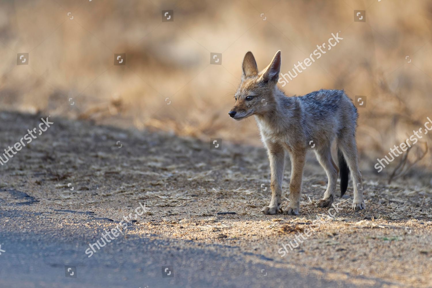 Blackbacked Jackal Canis Mesomelas Cub On Editorial Stock Photo - Stock ...