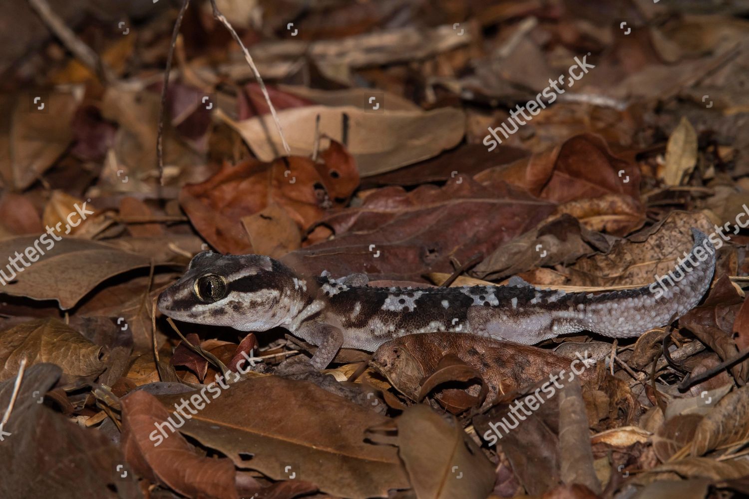 Madagascar Large Head Gecko Paroedura Picta Editorial Stock Photo ...