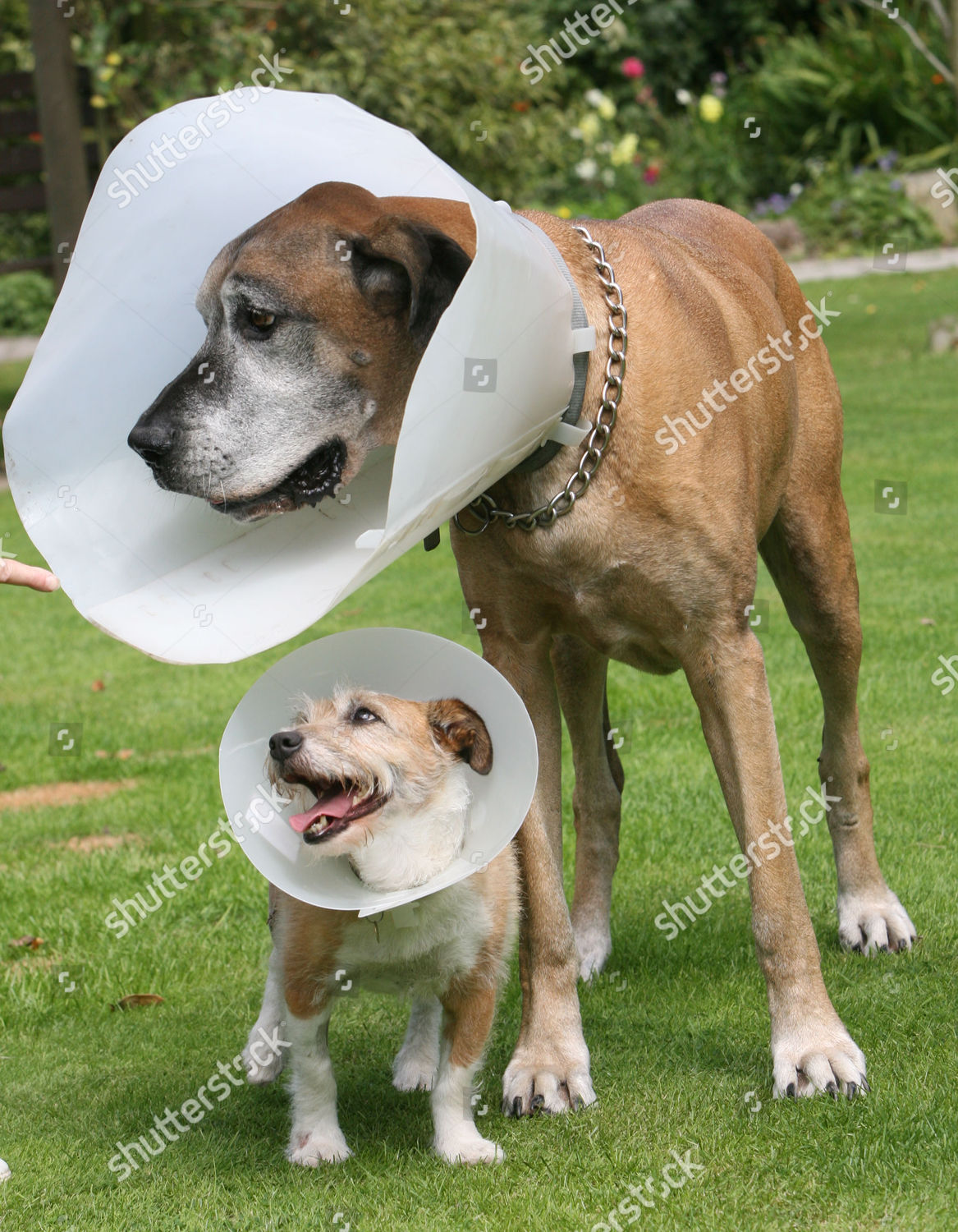 Dogs Wearing Collars Stop Them Chewing Editorial Stock Photo - Stock ...