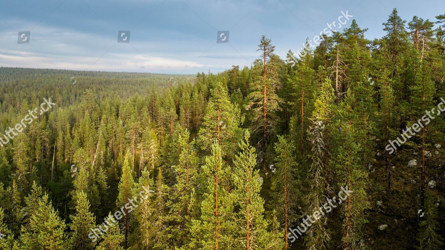 Drone Shot Boreal Arctic Conifers Forest Editorial Stock Photo - Stock ...