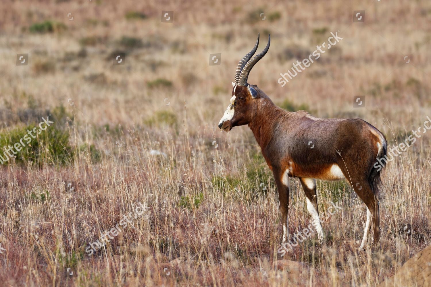 Blesbok Damaliscus Pygargus Phillipsi Adult Open Editorial Stock Photo ...