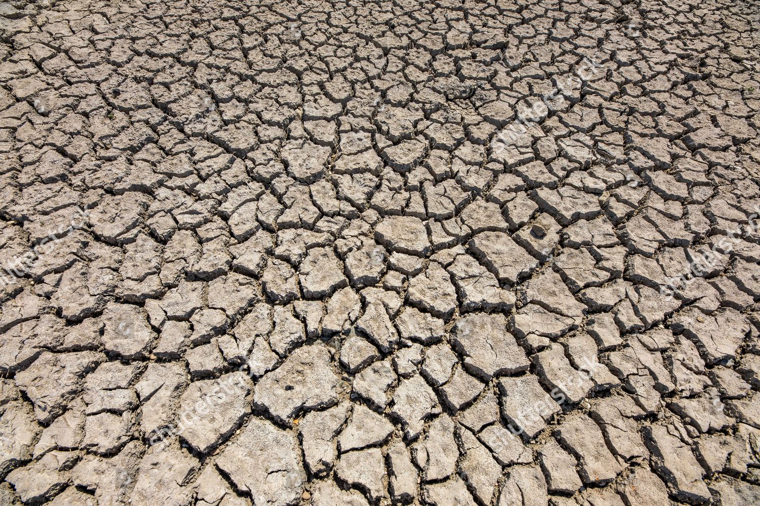 Rhine Near Duesseldorf Extreme Low Water Editorial Stock Photo - Stock ...