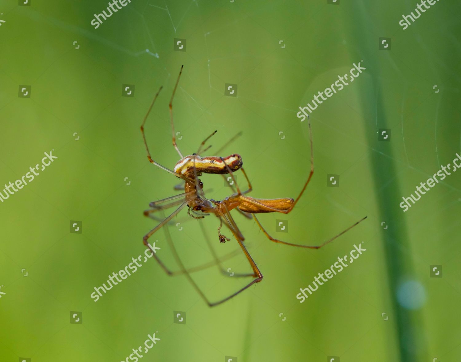 Stretcher Spiders Tetragnatha Extensa Pairing Bavaria Editorial Stock ...