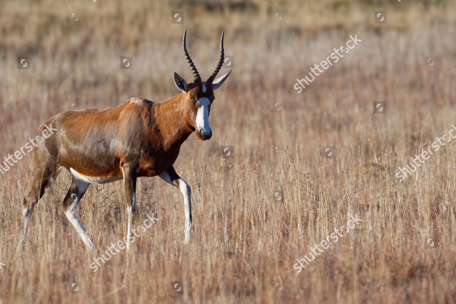 Blesbok Damaliscus Pygargus Phillipsi Adult Walking Editorial Stock ...