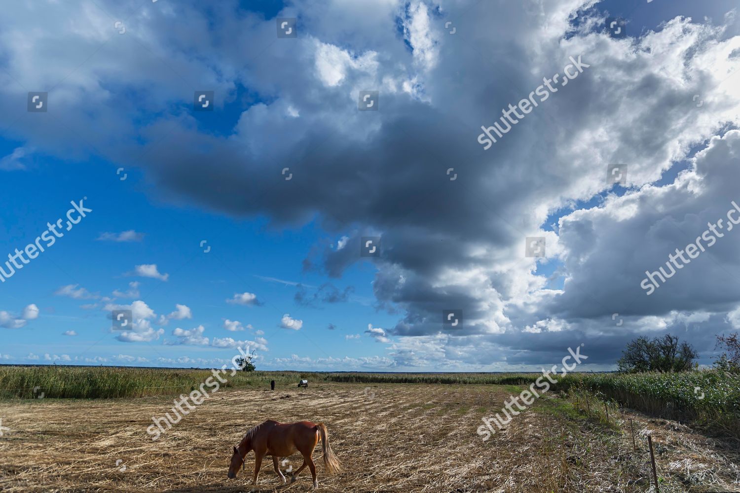 Bodden Landscape Horse Cloudy Sky Darss Editorial Stock Photo - Stock ...