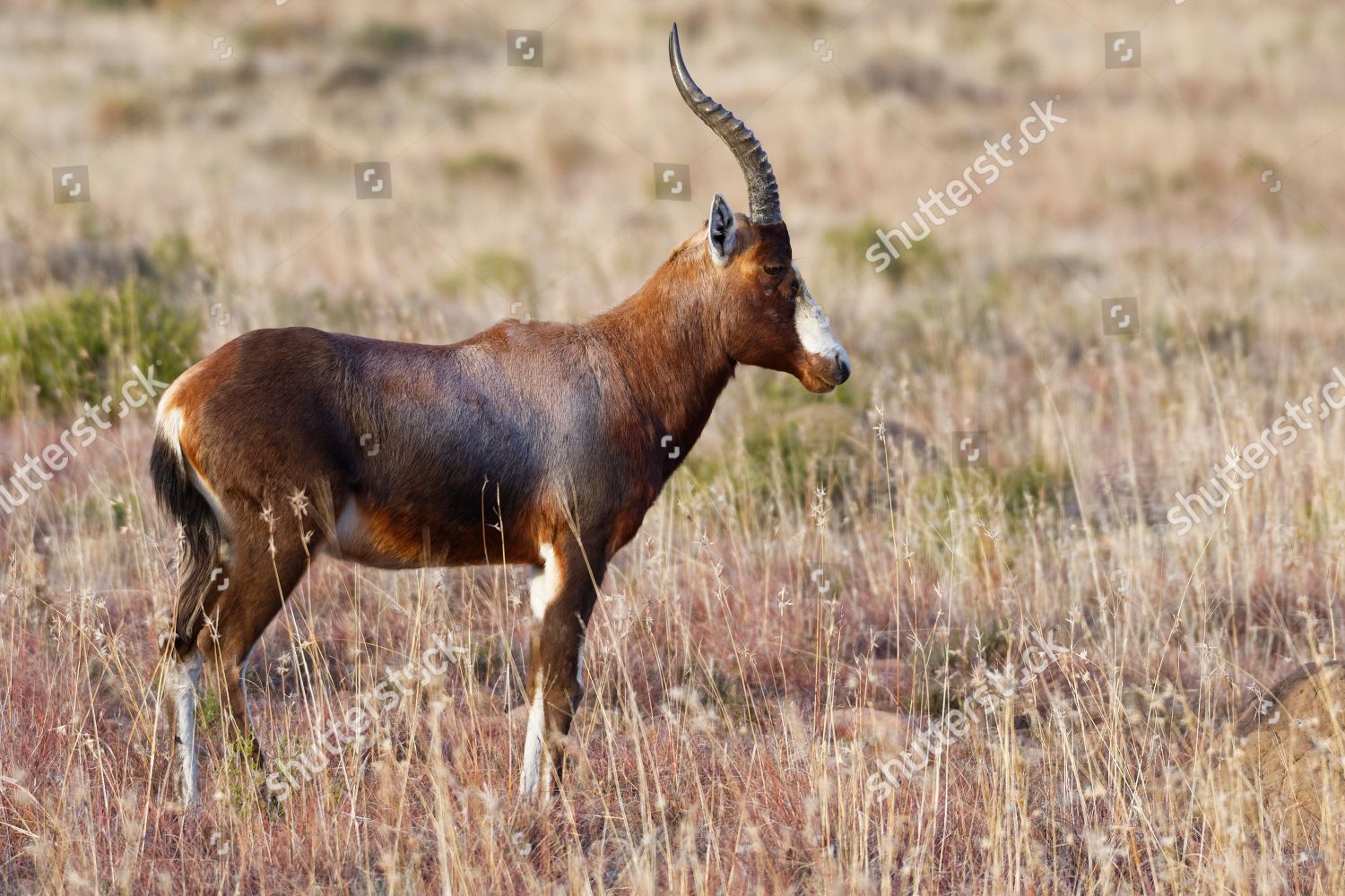 Blesbok Damaliscus Pygargus Phillipsi Adult Standing Editorial Stock ...