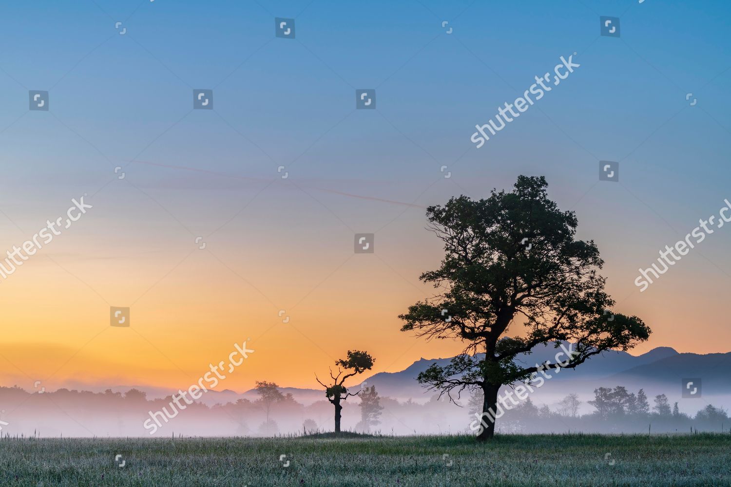 Big Small Tree Backlight Early Morning Editorial Stock Photo - Stock ...