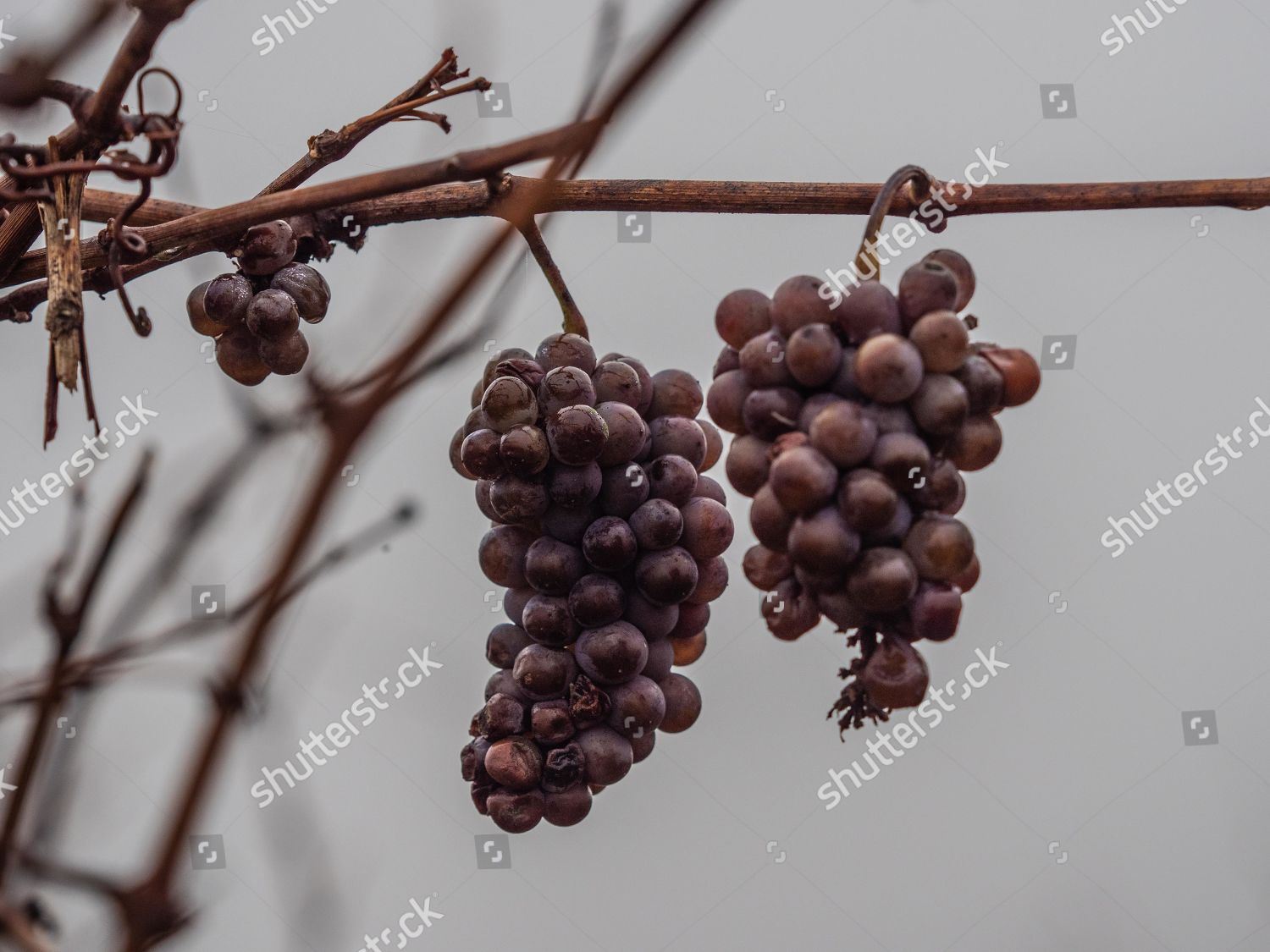 Ripe Red Grapes Raindrops Autumn Vineyard Editorial Stock Photo - Stock ...