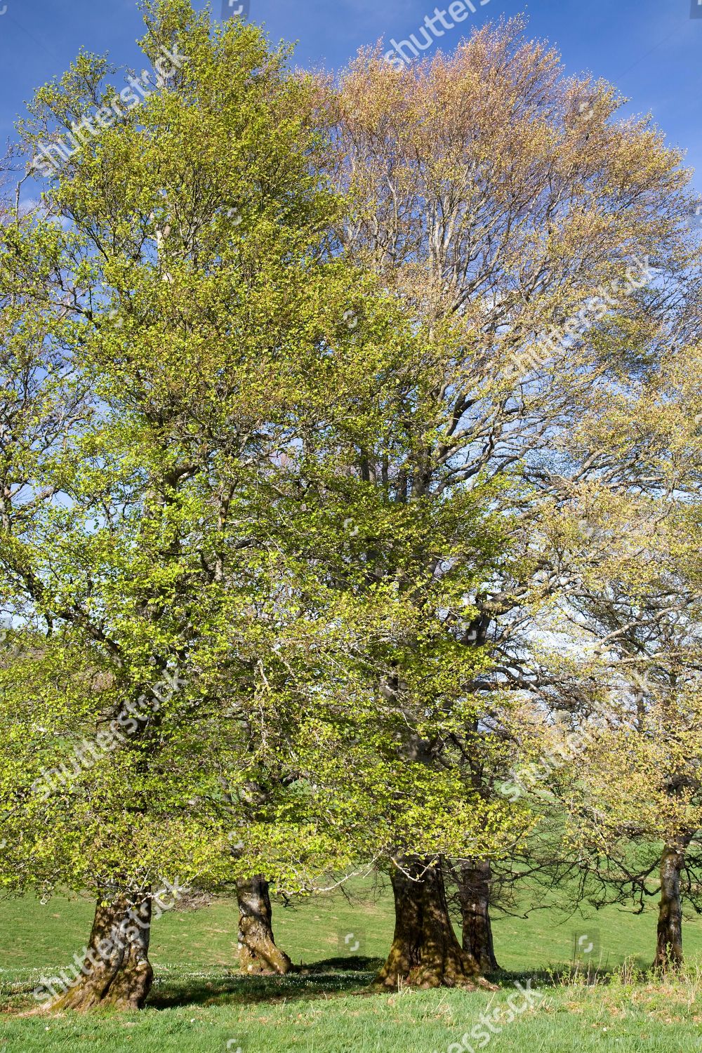 Wood Pasture Beech Fagus Spring Schauinsland Editorial Stock Photo ...