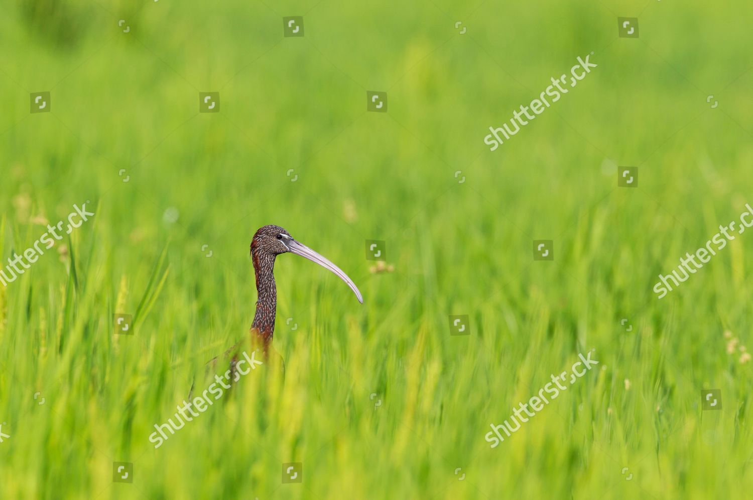 Glossy Ibis Plegadis Falcinellus Rice Field Editorial Stock Photo ...