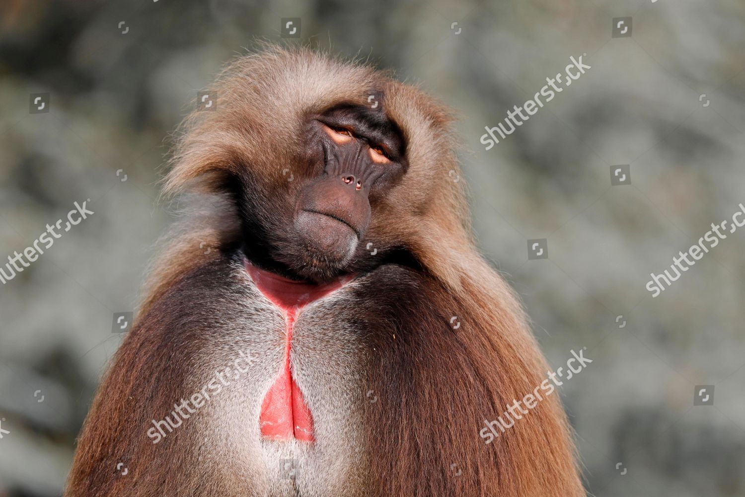 Gelada Baboon Theropithecus Gelada Male Captive Editorial Stock Photo ...