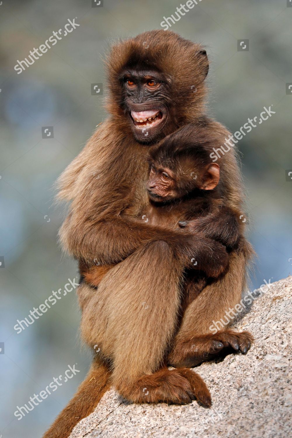 Gelada Baboons Theropithecus Gelada Female Young Editorial Stock Photo ...