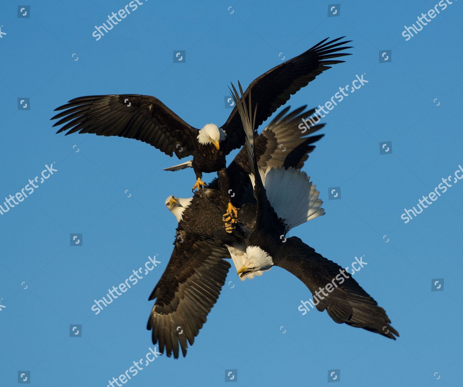 Three Bald Eagles Fight Over Fish Editorial Stock Photo - Stock Image ...