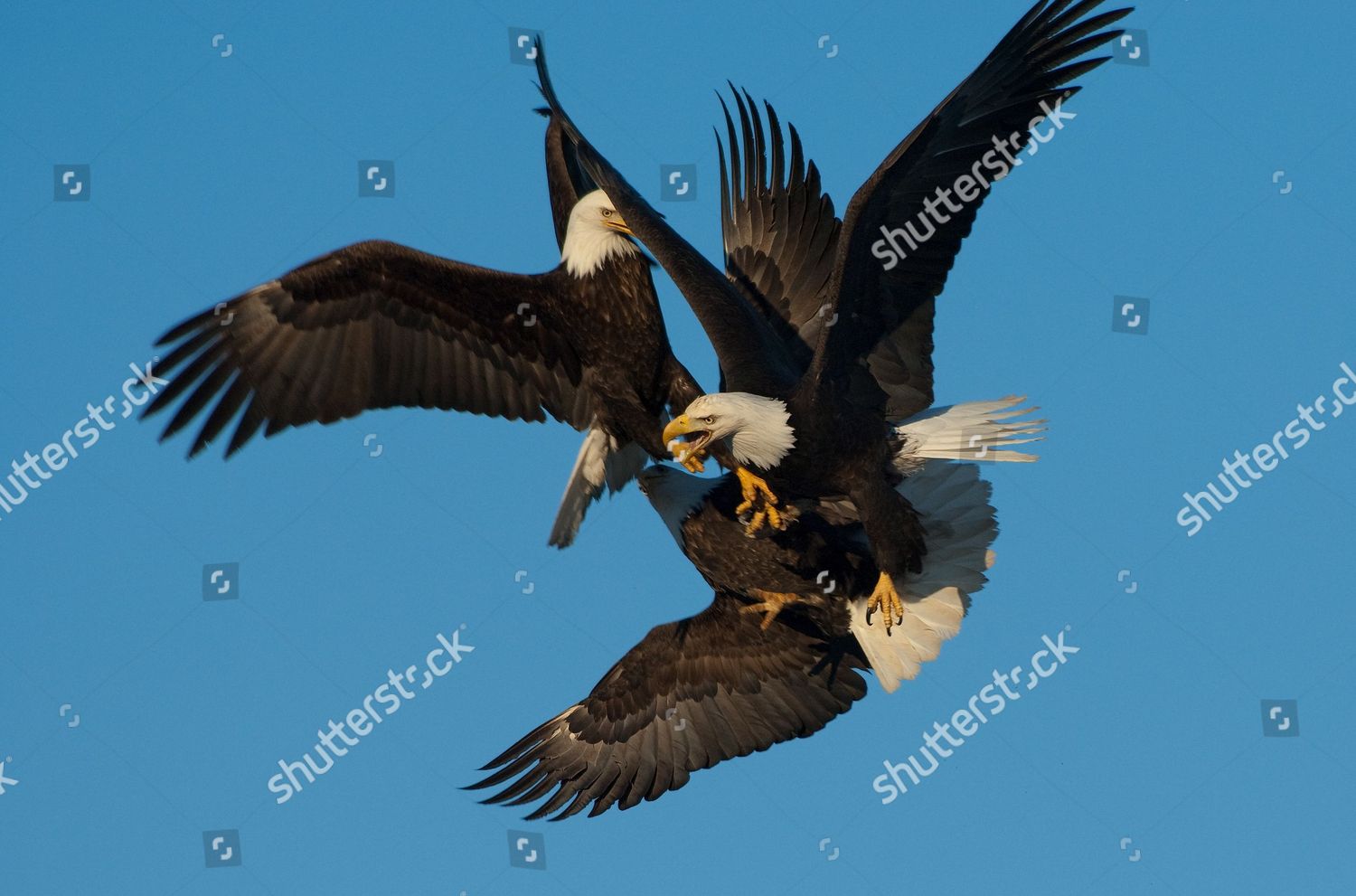 Three Bald Eagles Fight Over Fish Editorial Stock Photo - Stock Image ...