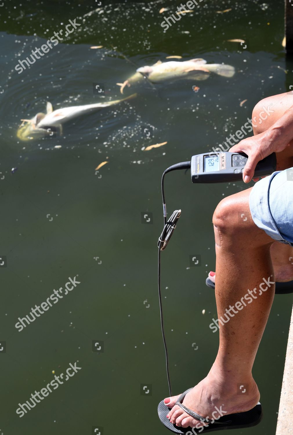 Two Dead Murray Cod Float On Editorial Stock Photo - Stock Image ...