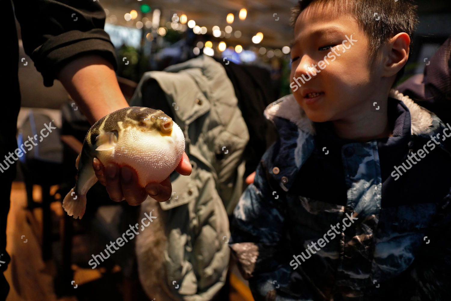 Chinese Boy Looks Live Pufferfish Brought Editorial Stock Photo - Stock ...